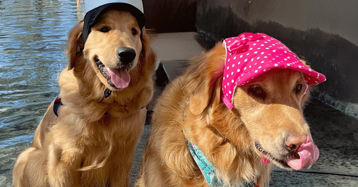 Dog Hats for Small, Medium and Large Dogs | Tango Shop